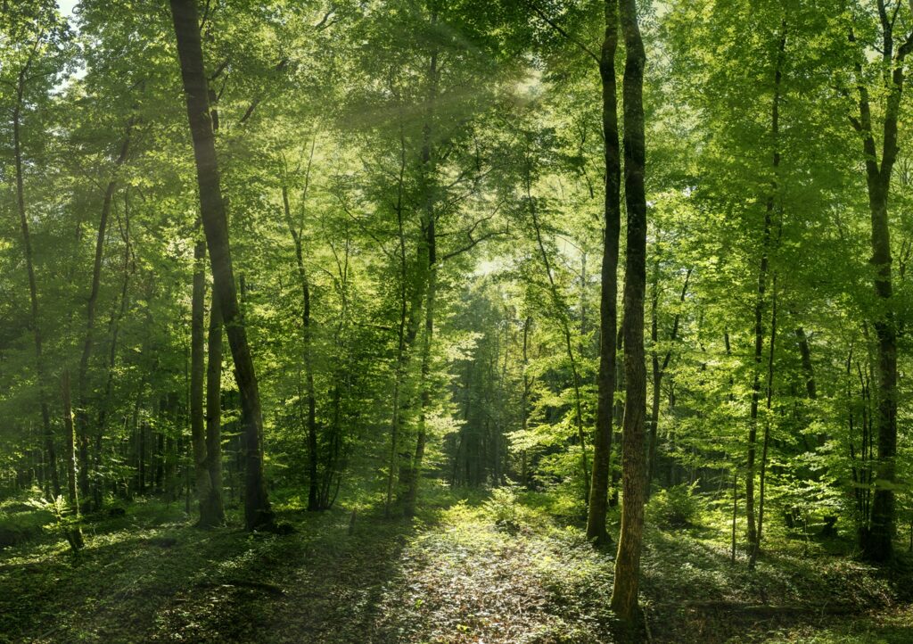 Accueil - Observatoire du Parc national de forêts